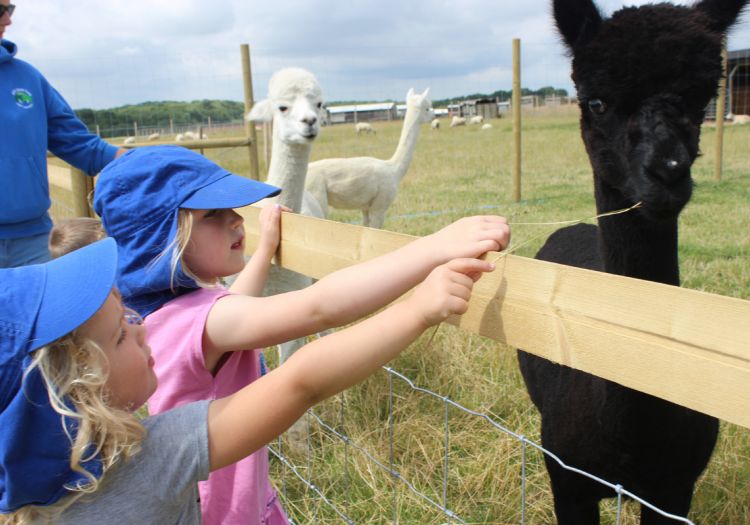 The Animals | Great Wood Farm Early Years Centre